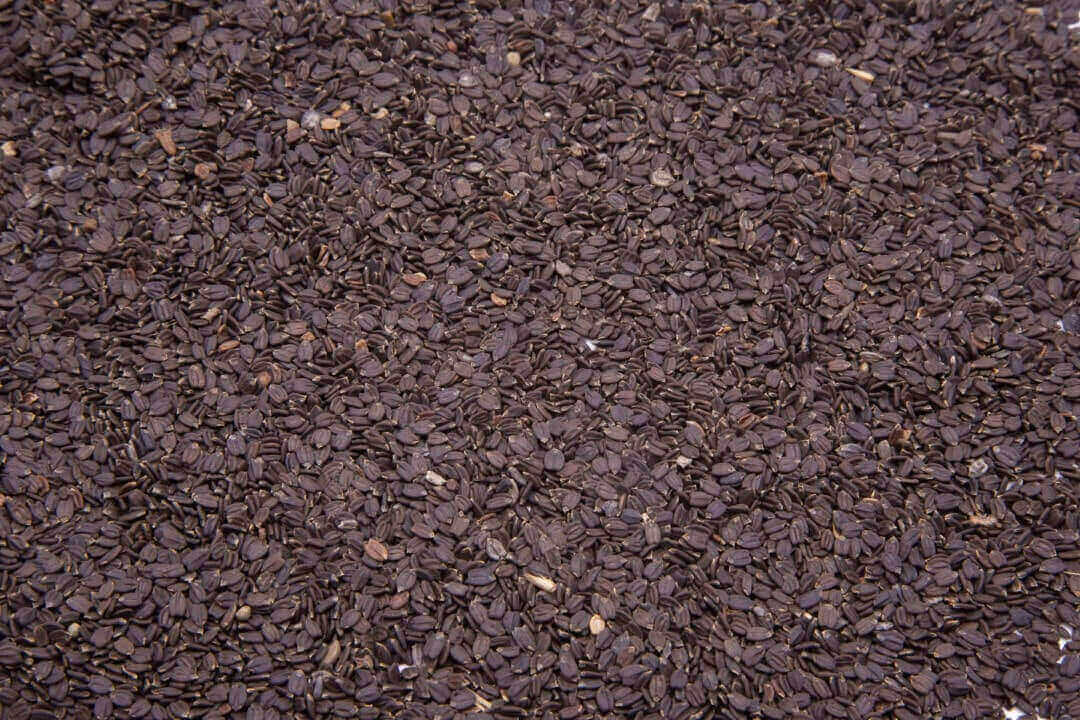Mahabeera Seeds | Beera Ginjalu | VanaTulsi | Pignut | Vilati Tulasi ...